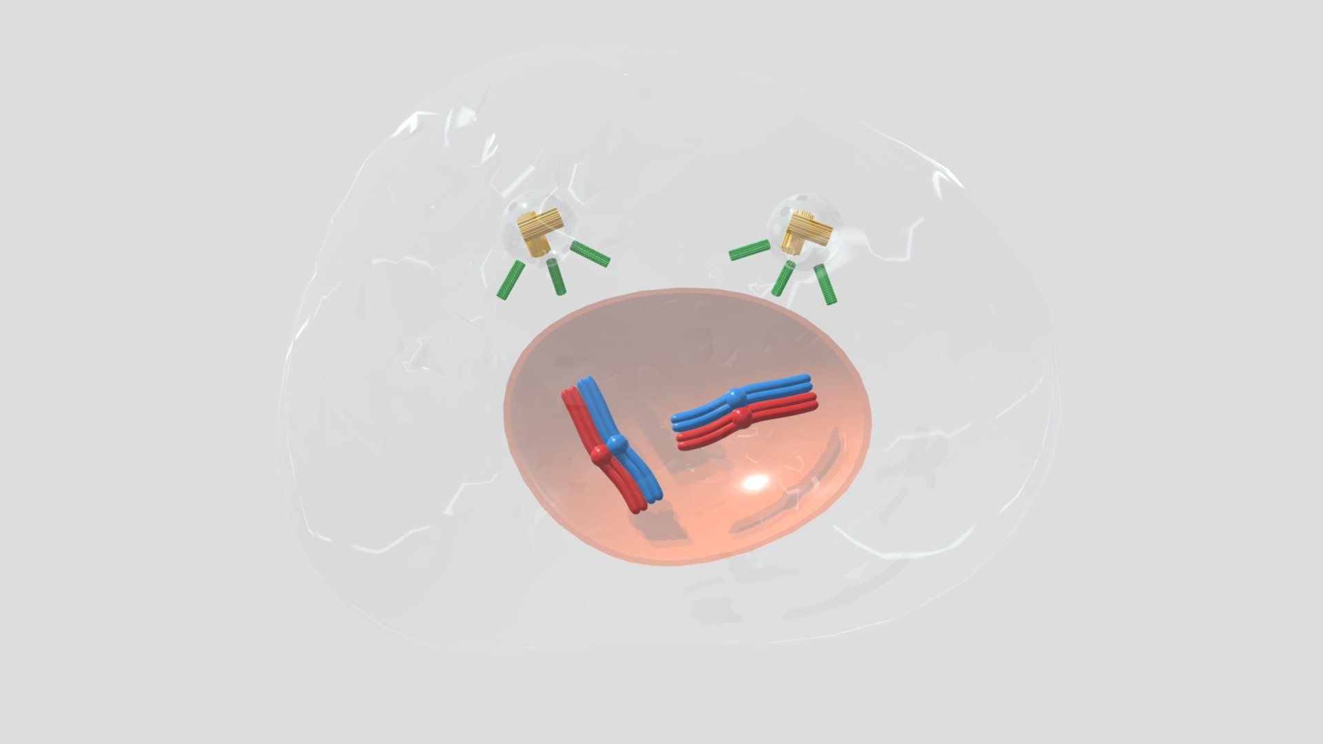 Cell Division 12 - Meiosis I Prophase I Zygotene - 3D model by Júlio ...