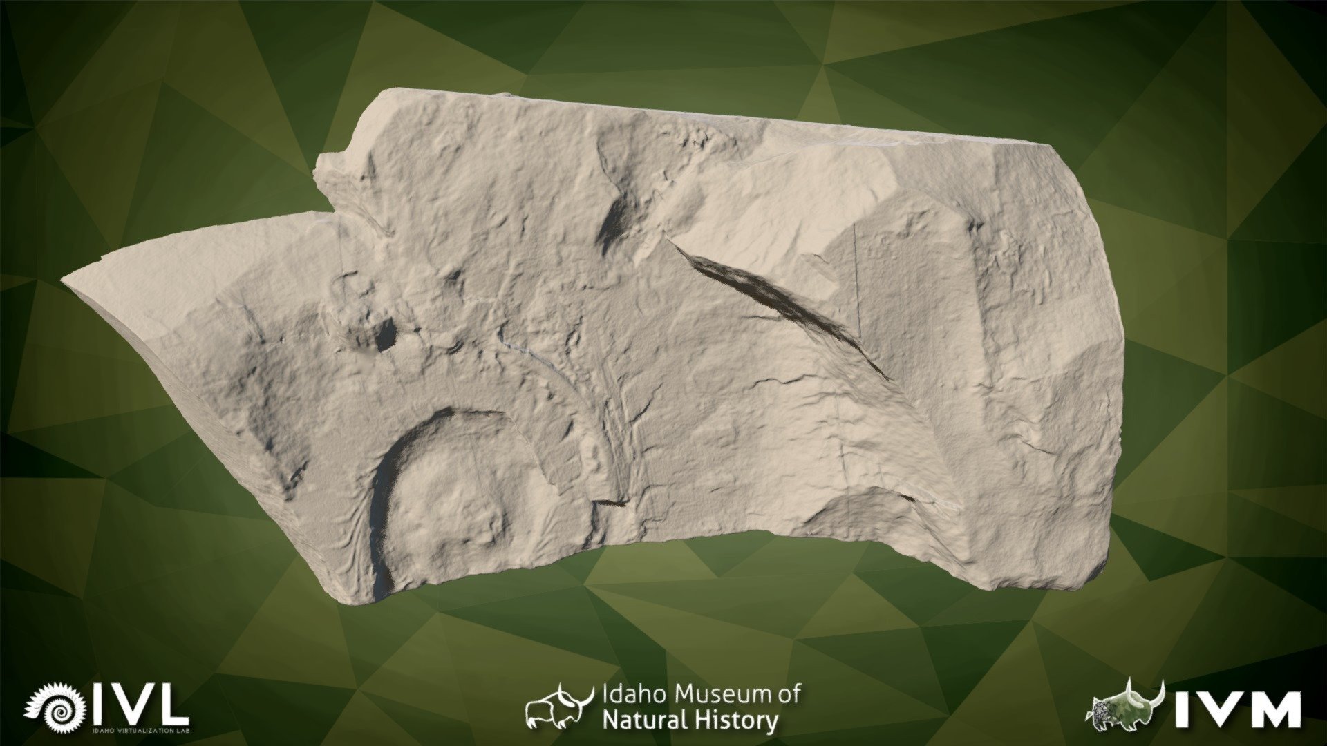 Helicoprion MO6-A - 3D model by Idaho Virtualization Laboratory ...