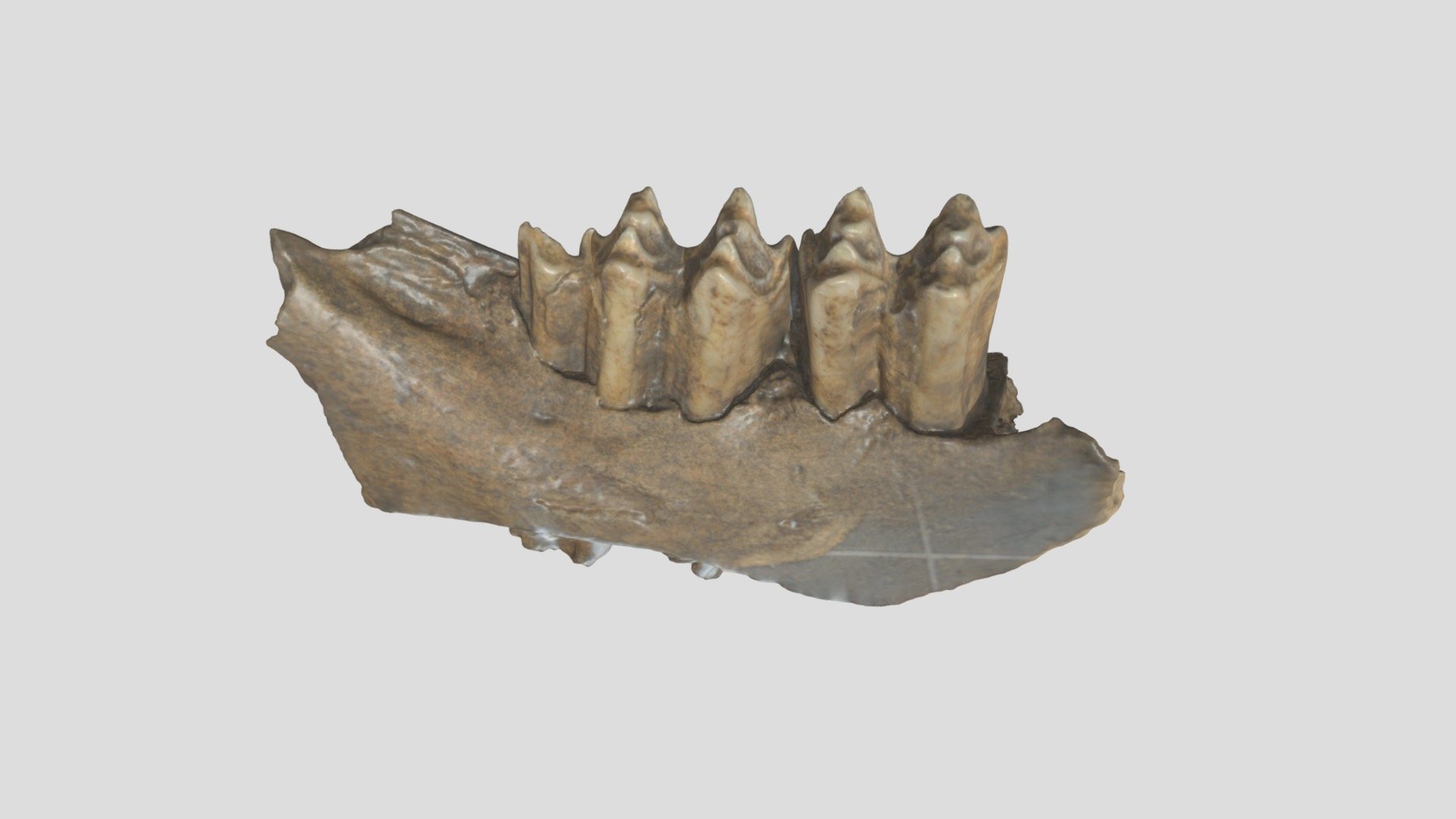 Roman cattle mandible fragment - Download Free 3D model by daosborne ...