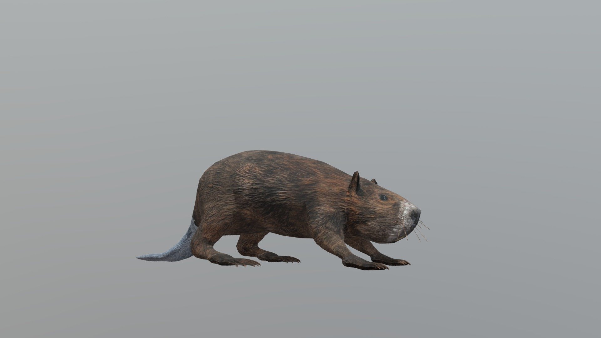 Beaver - Buy Royalty Free 3D model by 3dlowpoly [a25f166] - Sketchfab Store