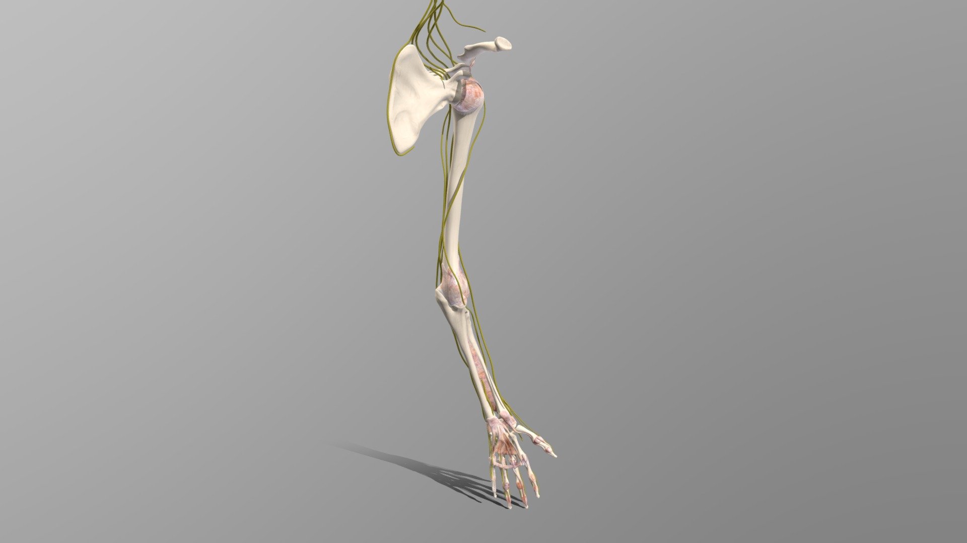 Arm skeletal and ligament anatomy - 3D model by Snorkle [a260fa8 ...