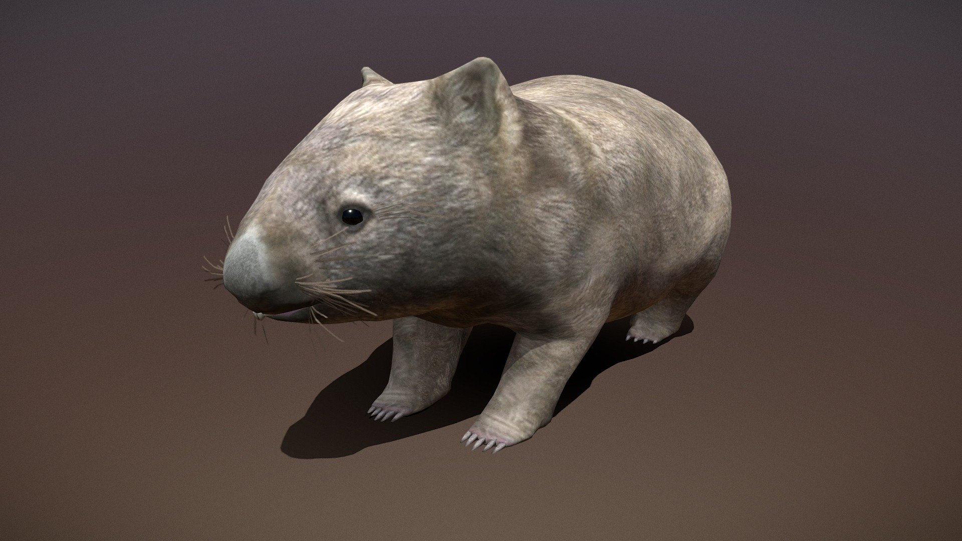 Wombat Preview - 3D model by rileylane [a268795] - Sketchfab