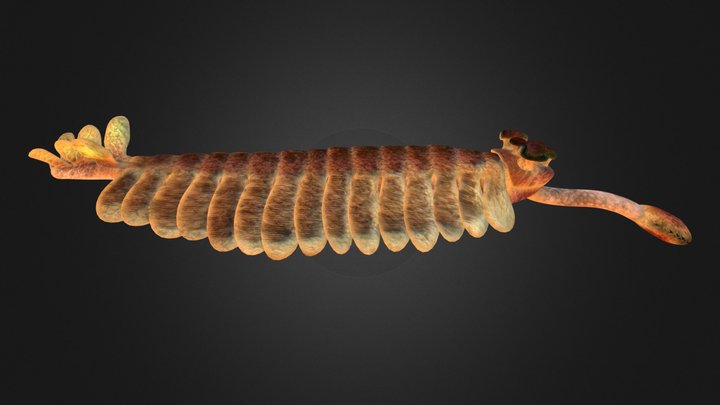 Opabinia 3D models - Sketchfab
