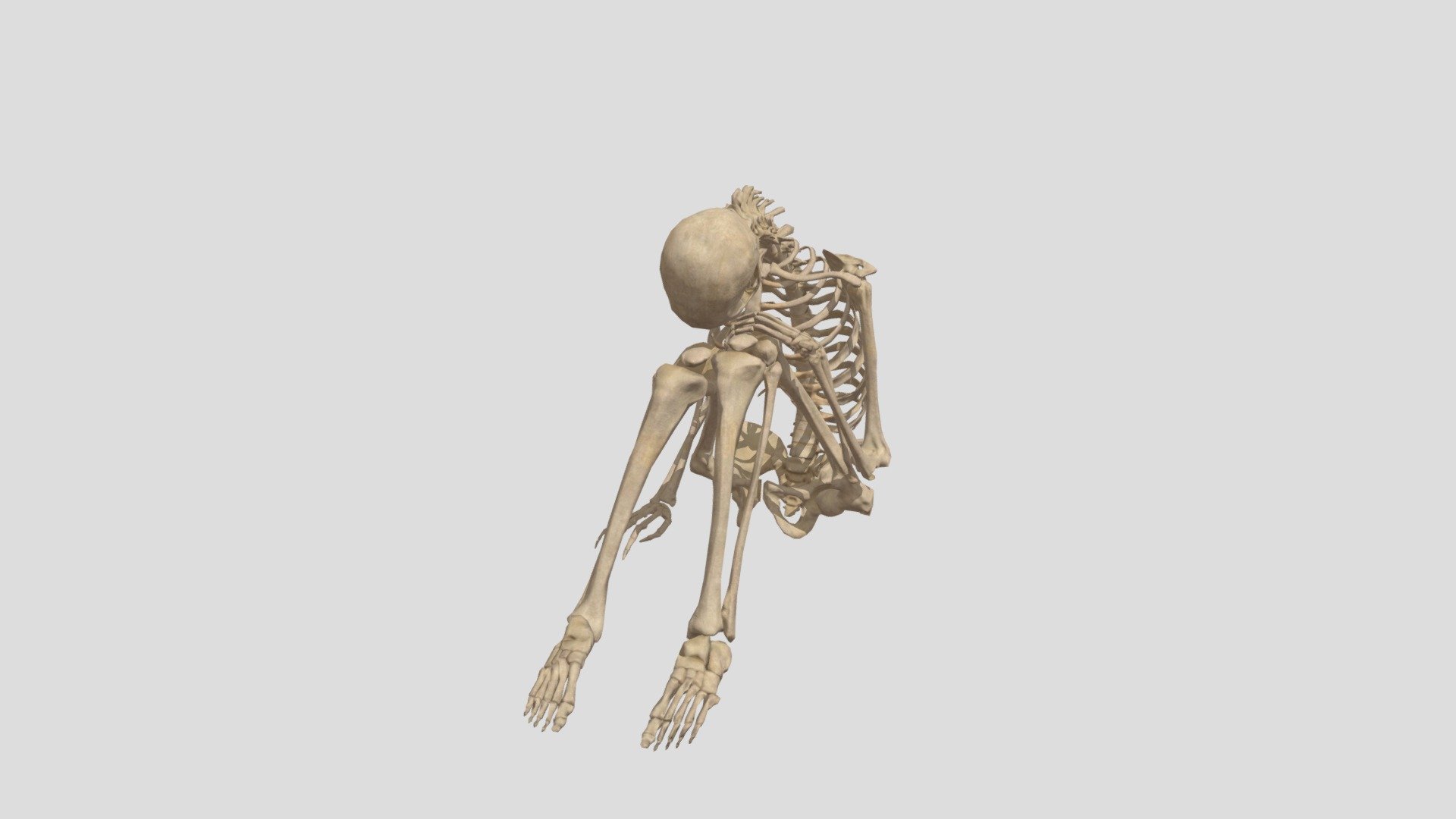 Skeletons - Download Free 3D model by DDFun [a271192] - Sketchfab