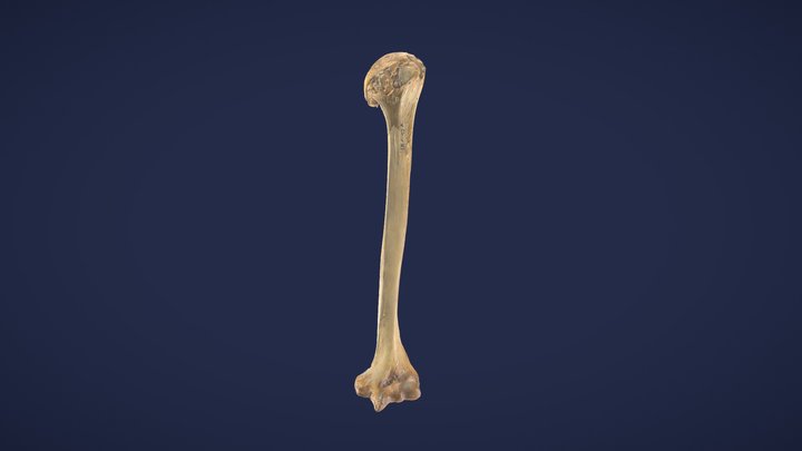 Humerus 3D models - Sketchfab