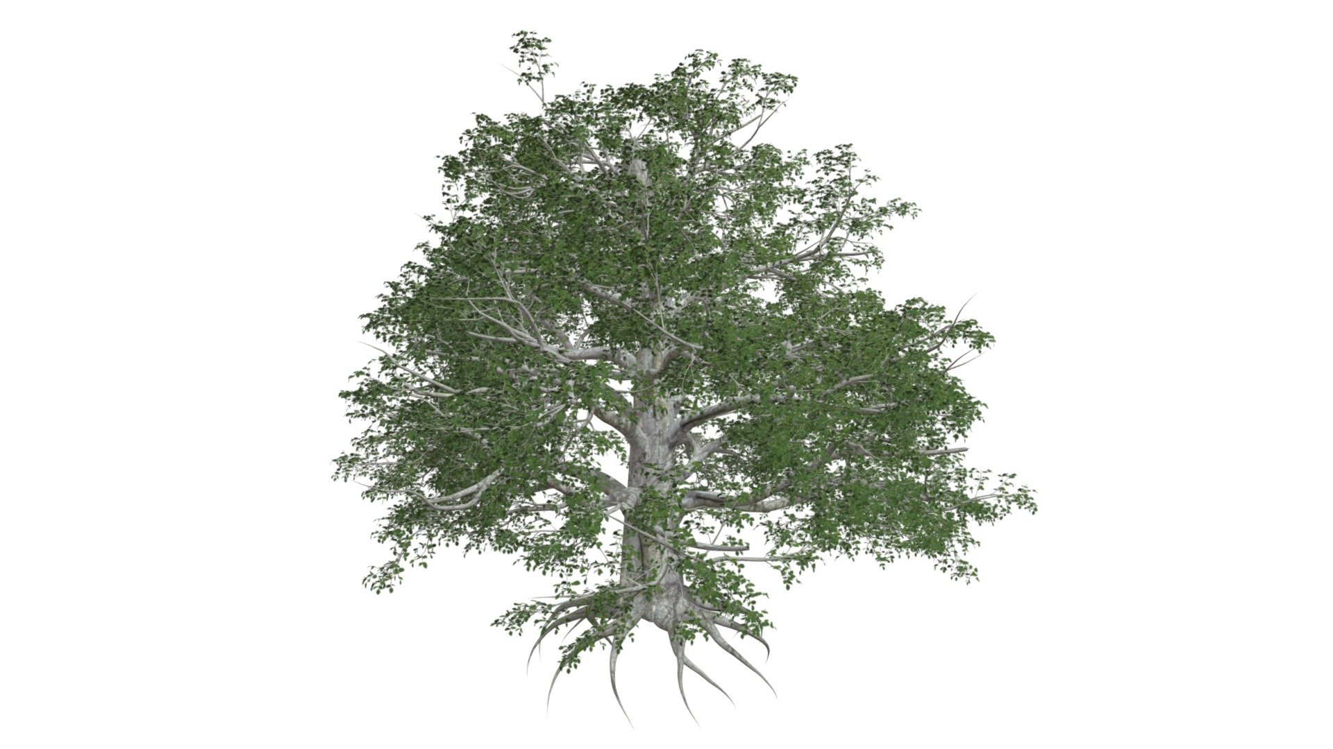 European Beech Tree #09 - Buy Royalty Free 3D model by meshshape [a275488] - Sketchfab Store