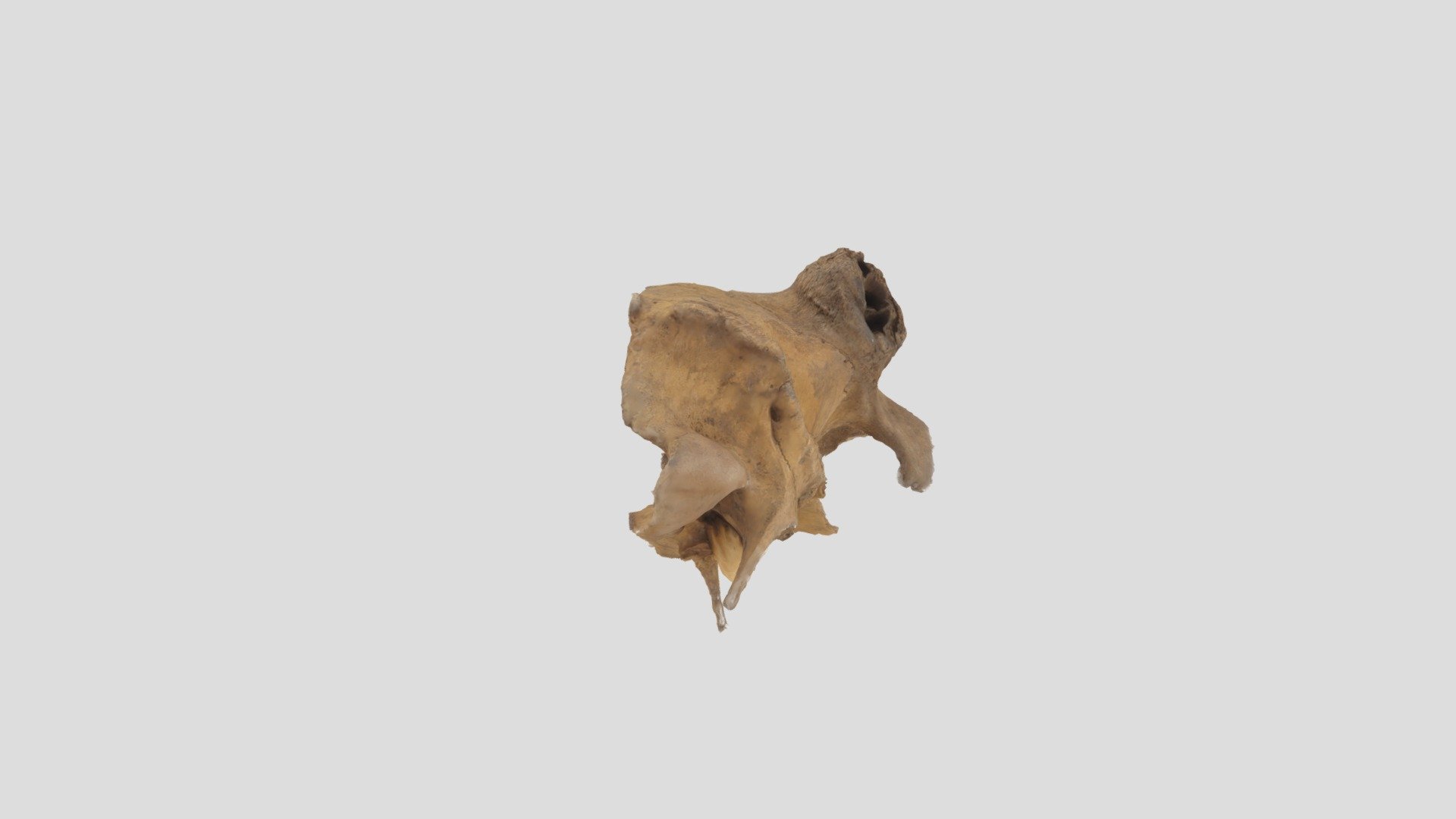 SHEEP SKULL 1 - Download Free 3D model by YBYW8 [a27918a] - Sketchfab