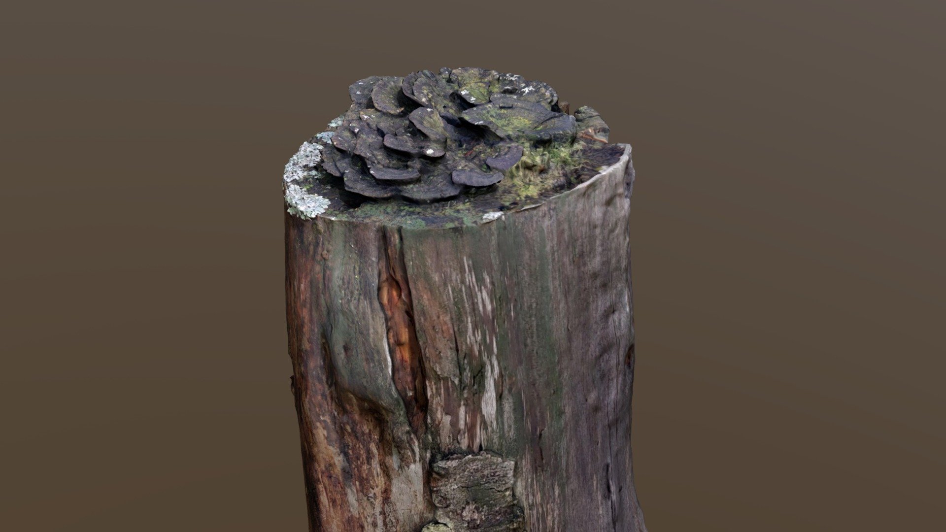 Cut log with fungus - Download Free 3D model by Dima Taran (@HoloArt ...