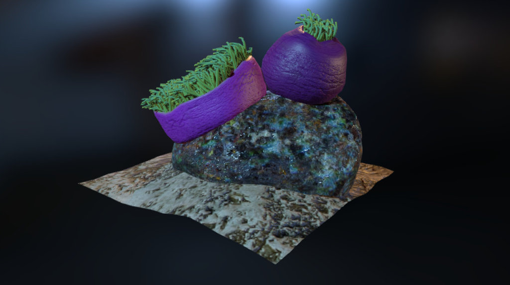 Anemone - 3D model by Gaia Tech (@gaiatech) [a27d349] - Sketchfab