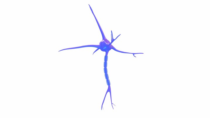 Neuron 3D models - Sketchfab