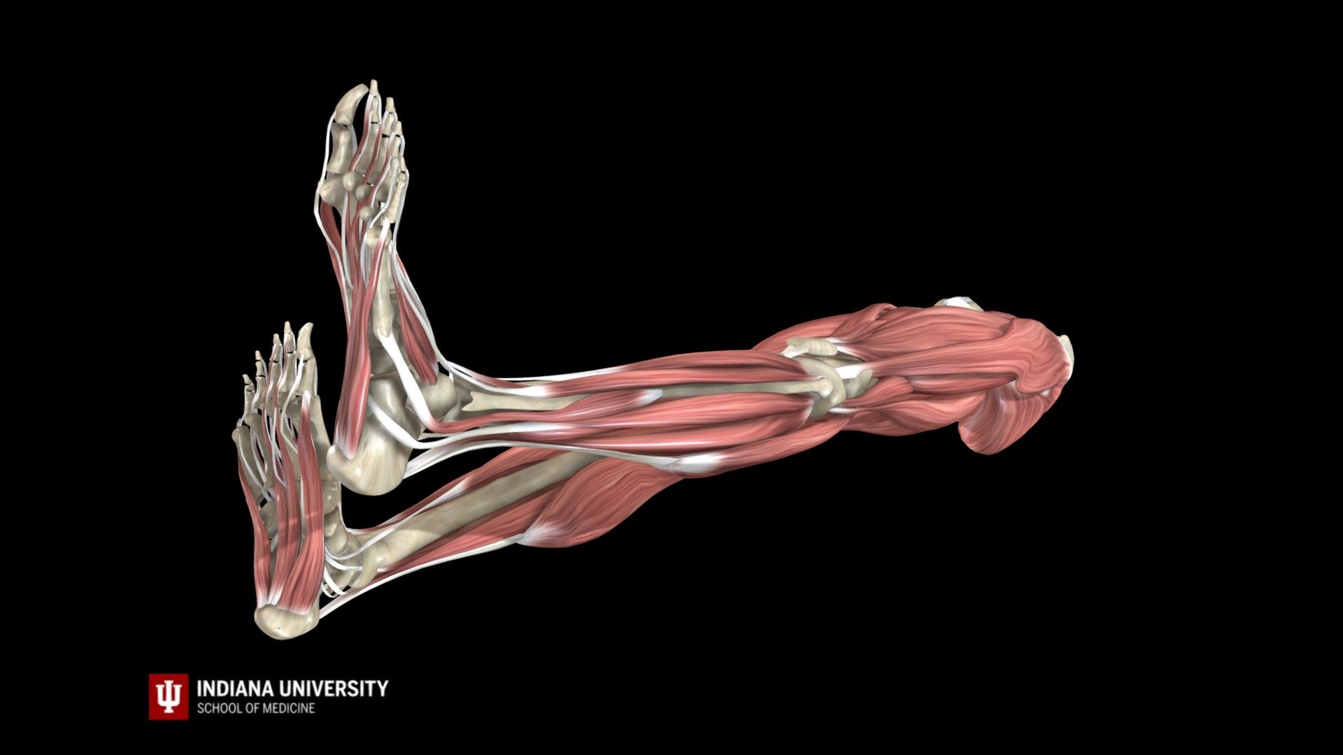 Knee - Meniscus: McMurray Test - Male - 3D model by IU Indianapolis ...