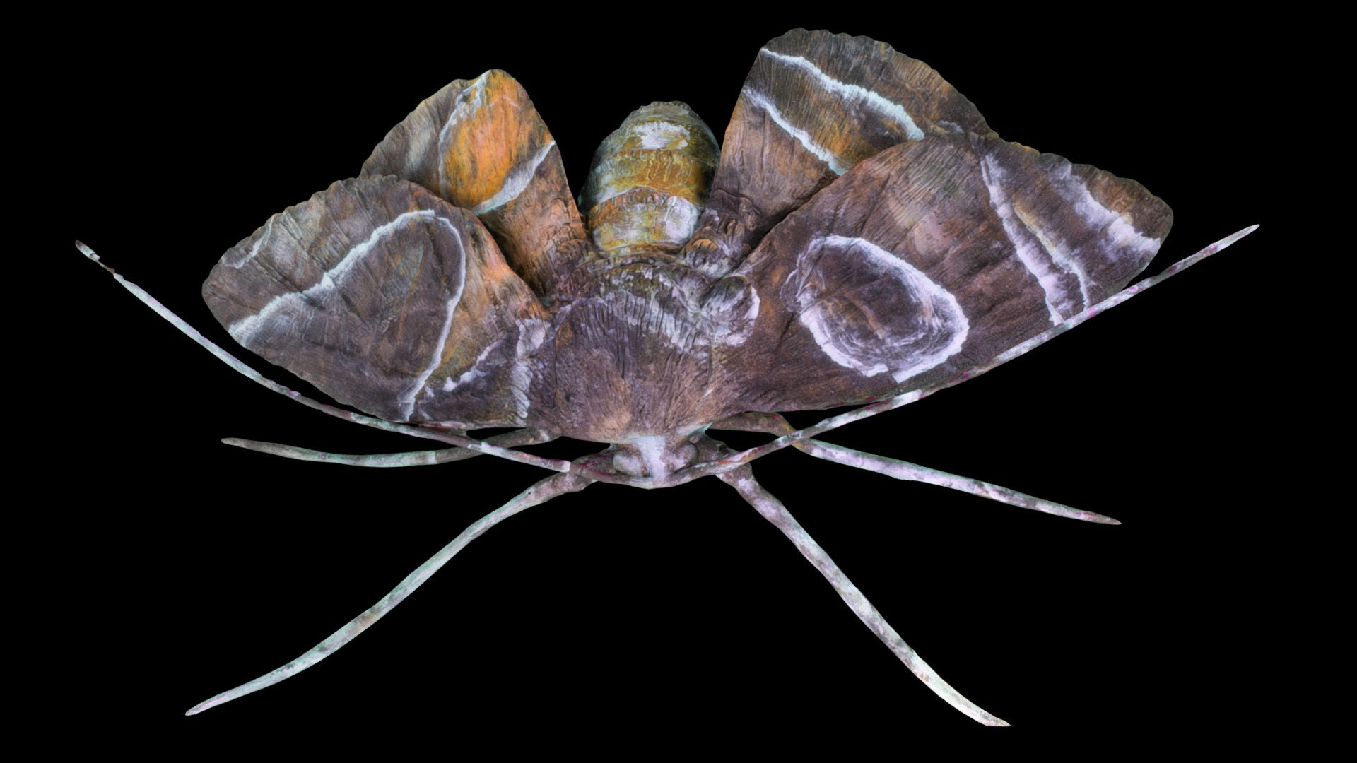 Moth Sculpture 1 - Download Free 3D model by Massey University (@massey ...