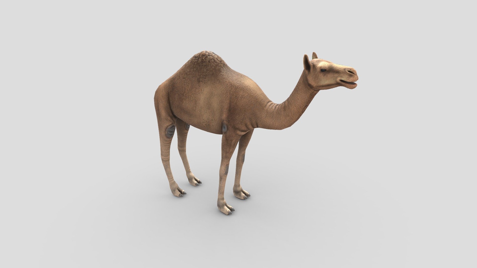Camel Stylised - 3D model by Piotr Pisiak (@piopis) [a29077f] - Sketchfab