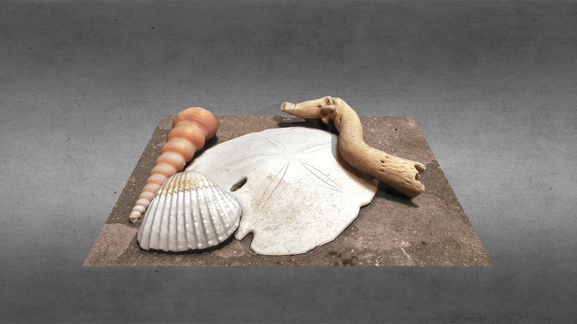 Shell Assortment - Download Free 3D model by ஜCIHIRISஜ ...
