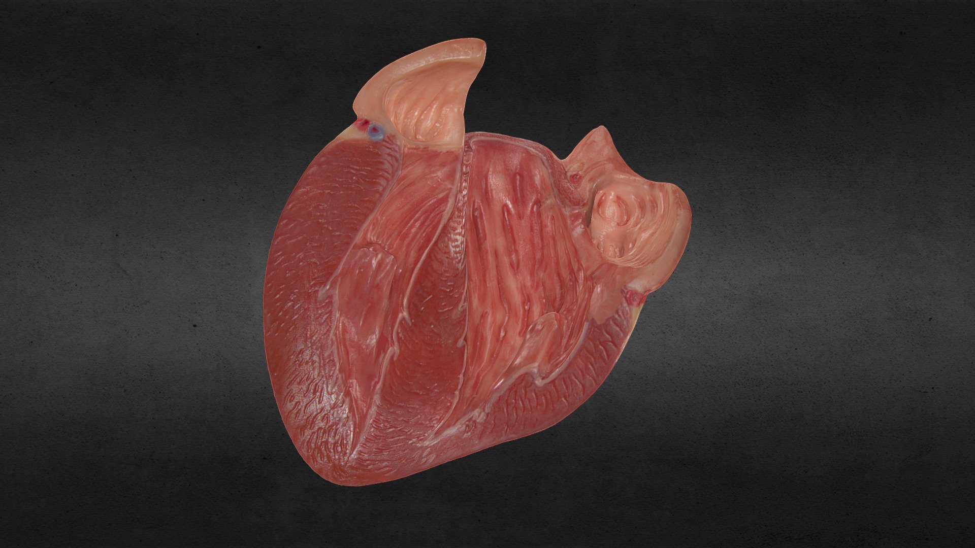 Pig Heart 1 - 3D model by Interstellar Simian (@interstellar_simian ...