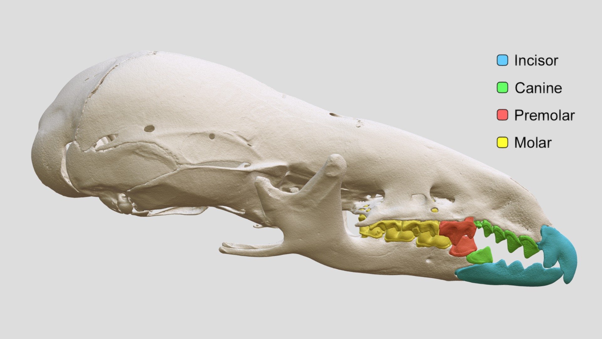 Sorex roboratus (MSB:Mamm:288673) - 3D model by Biodiversity [a29b6f8 ...