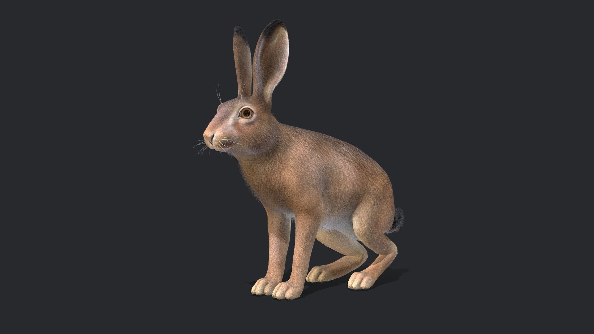 Hare - Male - Buy Royalty Free 3D model by RedDeer (@billl90) [a29c0af ...