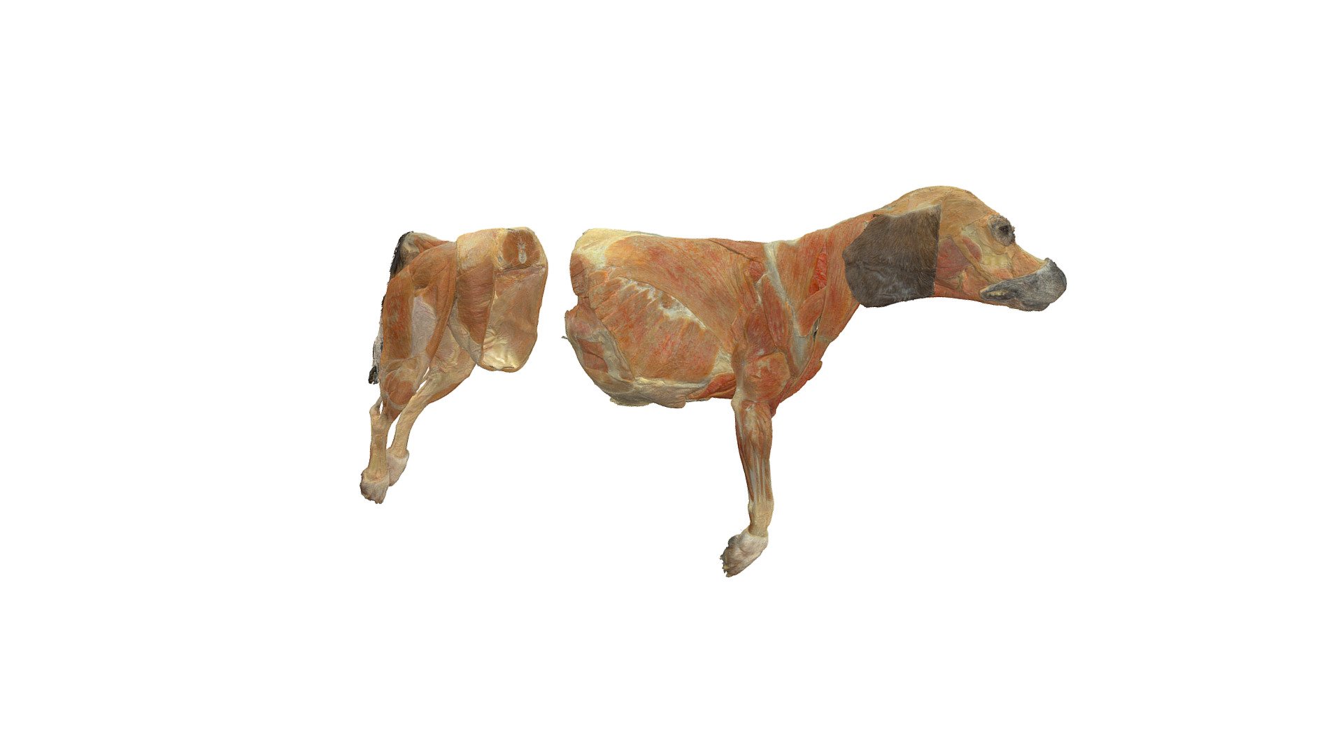 Dog, Muscles, Trunk, deep layers (Plastinate) - 3D model by Vetanat.UZH ...