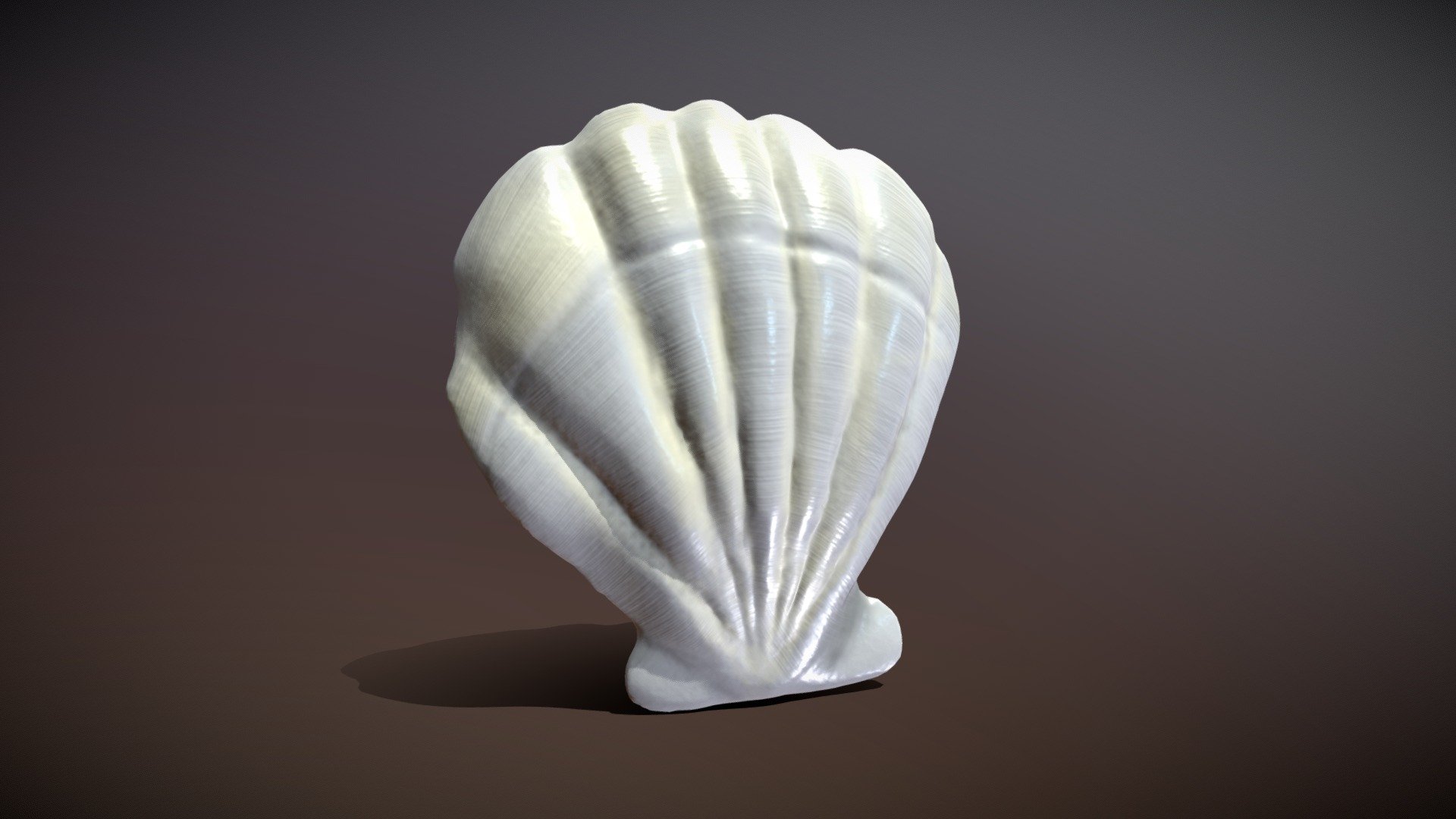 Scallop - Download Free 3D model by kodai100 [a2a02e4] - Sketchfab