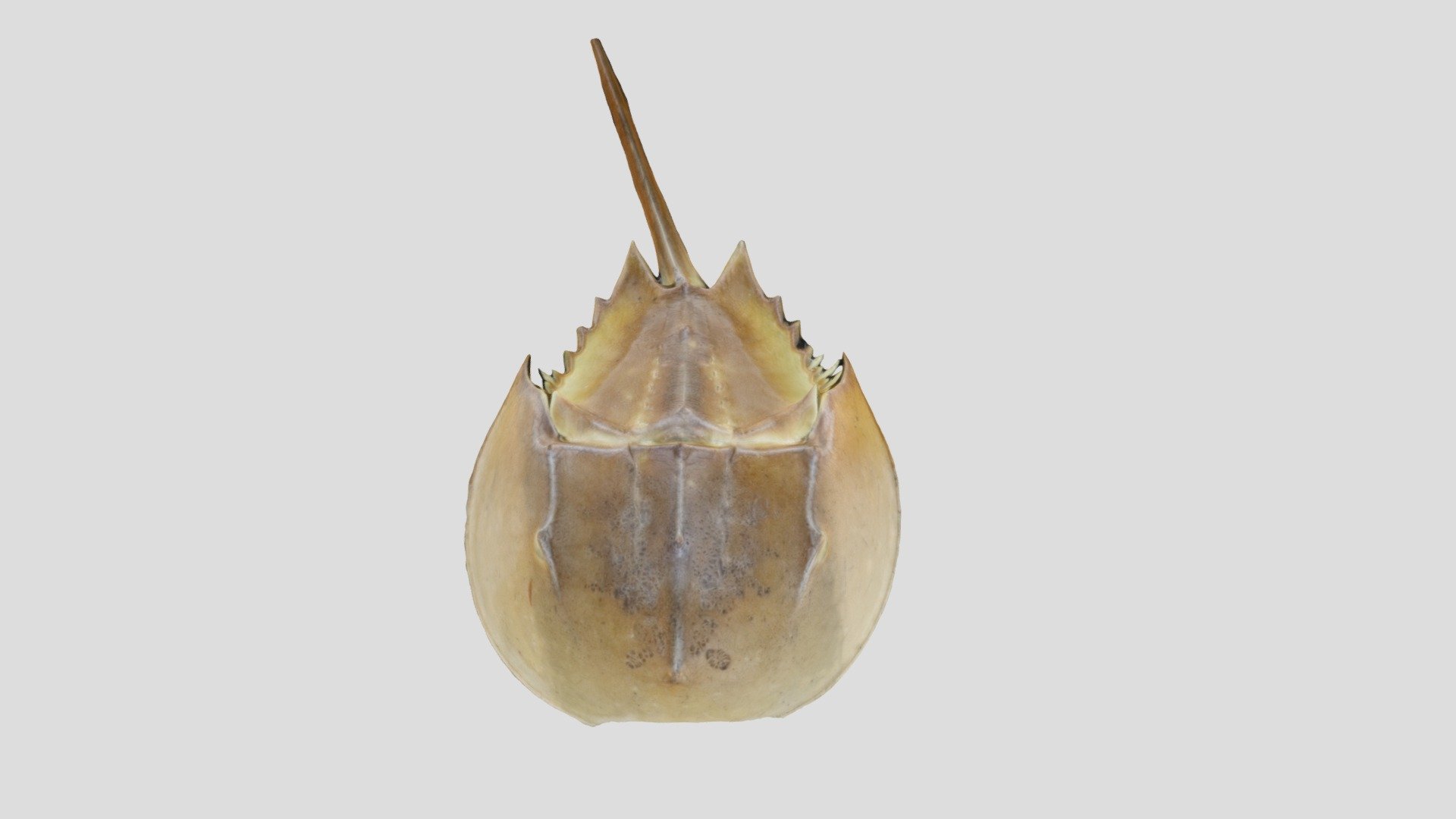 Arthropod project Horseshoe crab model - 3D model by Lily K ...
