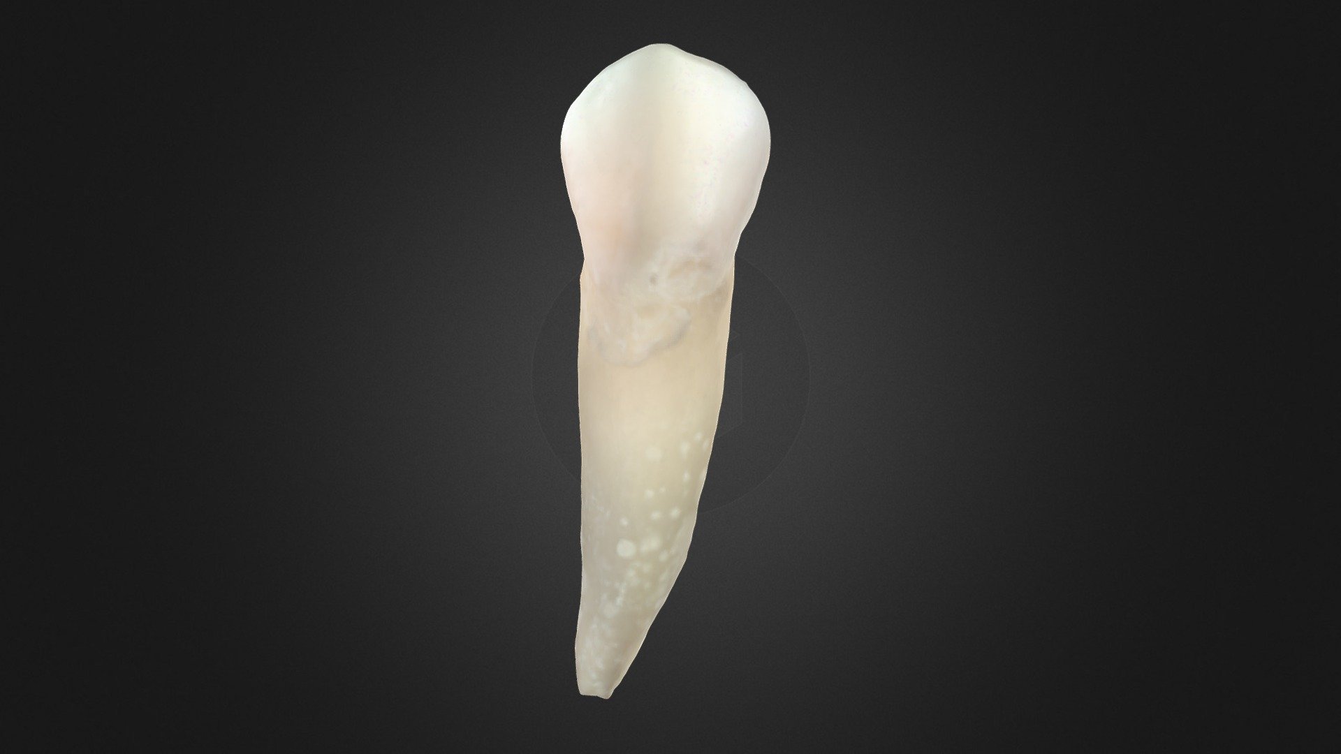 Dente 23 - Upper Left Canine (ID 23b) - Download Free 3D model by ...