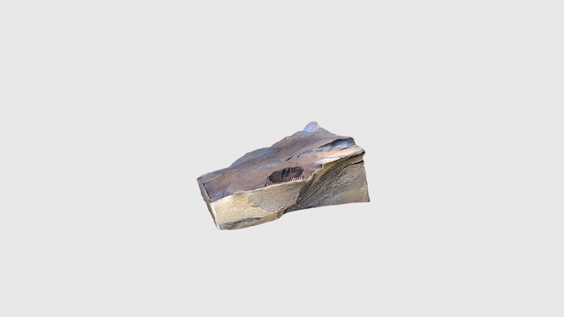 Atractopyge dalmani (trilobite) - Download Free 3D model by Adrian ...