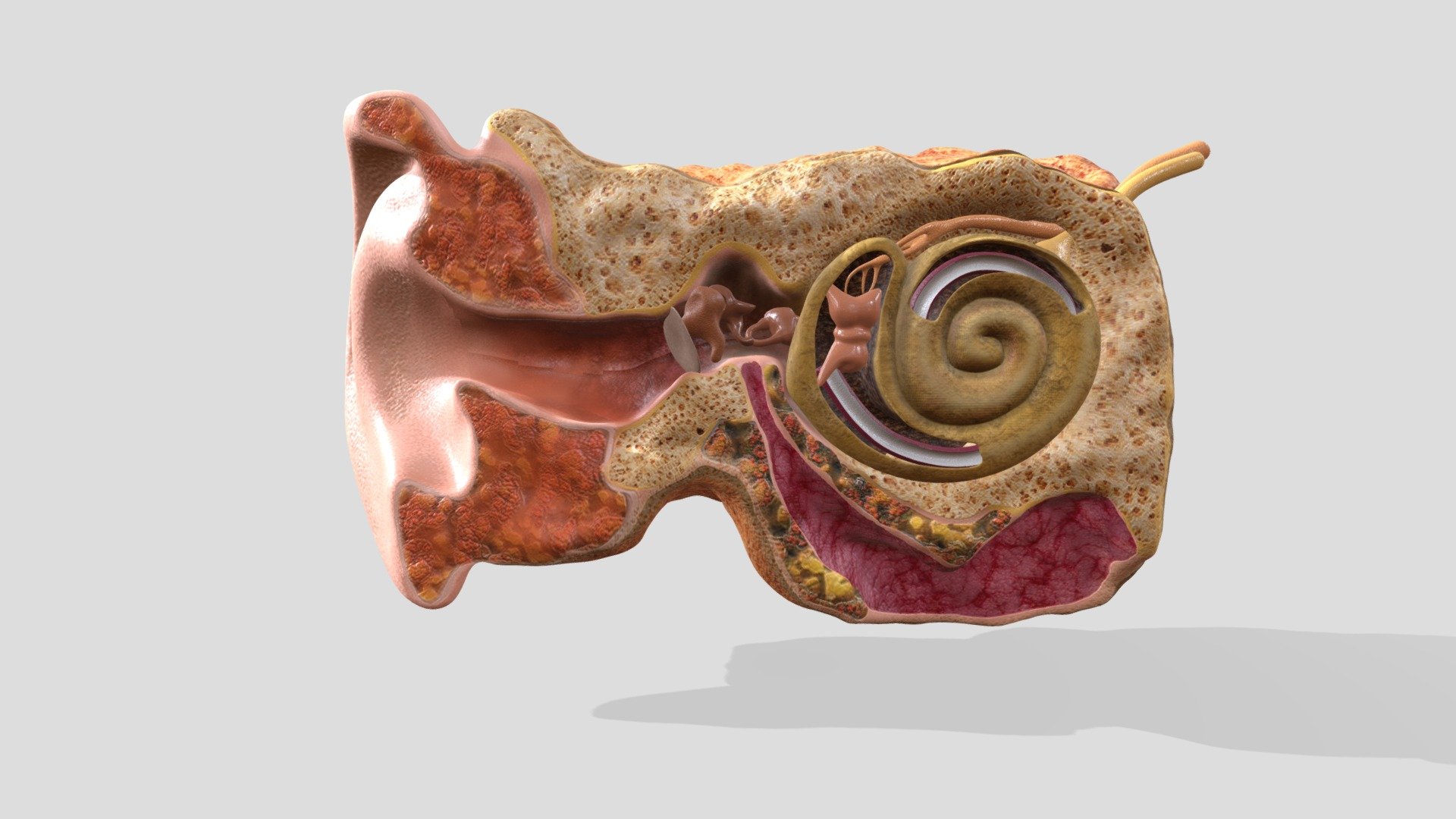 Human Ear Anatomy - 3D model by WoWExp Technologies (@wowexptech ...