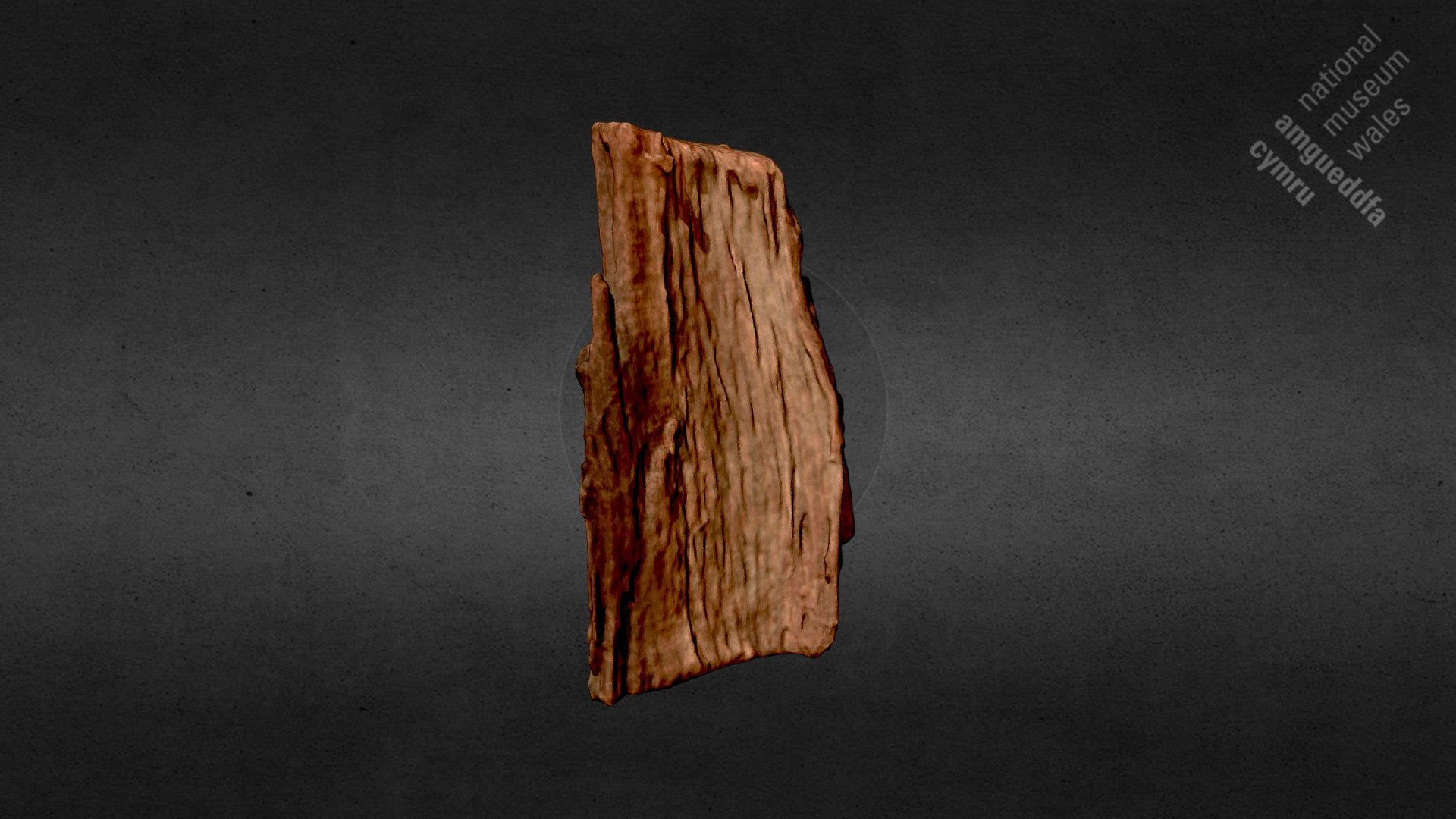 Acacia nilotica - Gum Arabic tree / Babul - 3D model by Amgueddfa Cymru ...