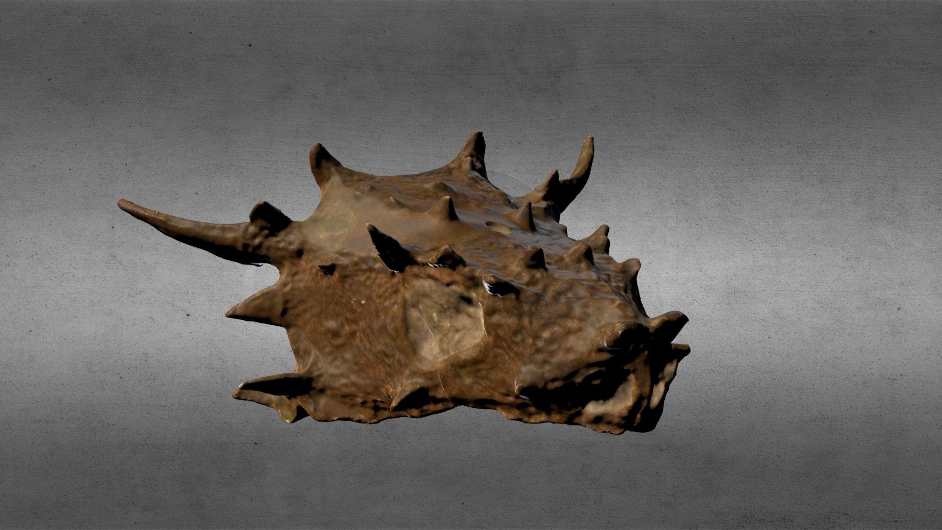 GSM 58312 - 3D model by 3d Fossils GB (@3dFossils) [a2b5c7f] - Sketchfab
