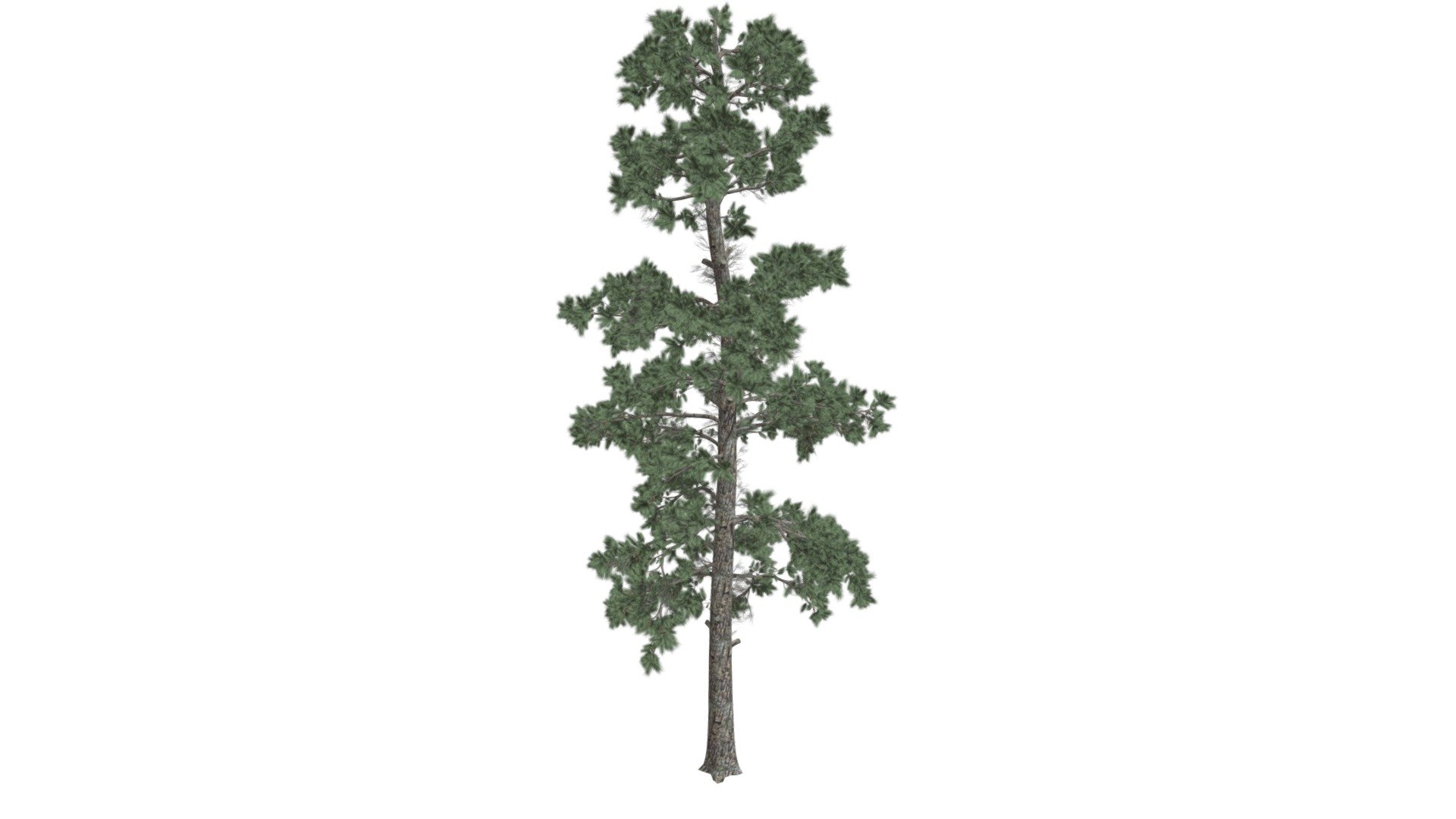 Eastern White Pine Tree #10 - Buy Royalty Free 3D model by meshshape ...