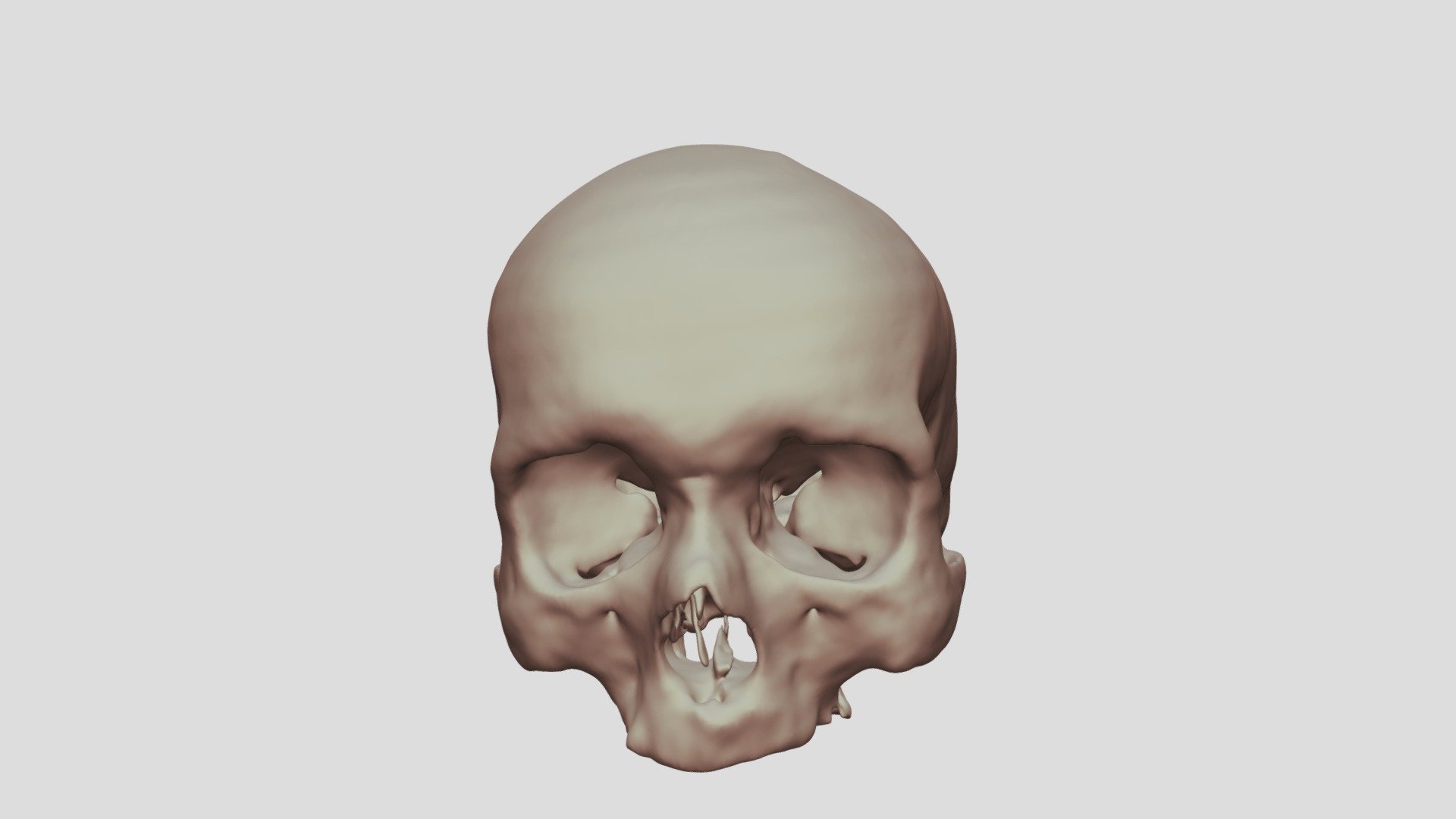 PNI JI Skull - 3D model by neuroanatomica [a2bab7b] - Sketchfab
