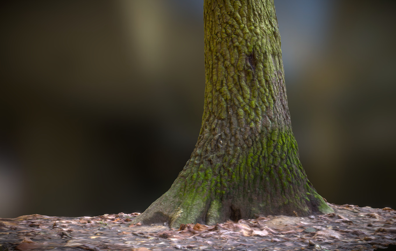 Tree Trunk - 3D model by Bex (@bexfx) [a2bae6e] - Sketchfab