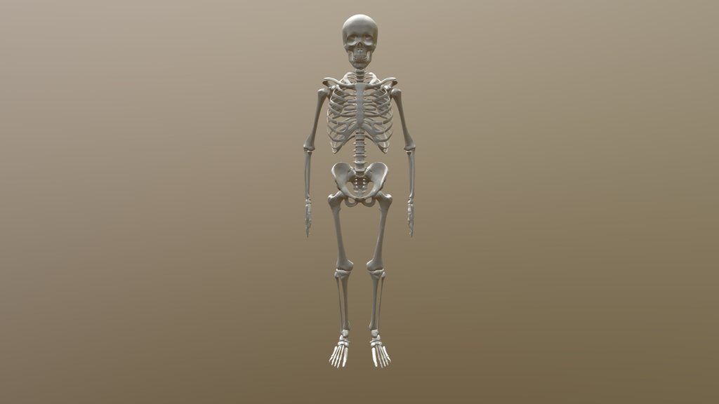 anatomy - A 3D model collection by grannie - Sketchfab