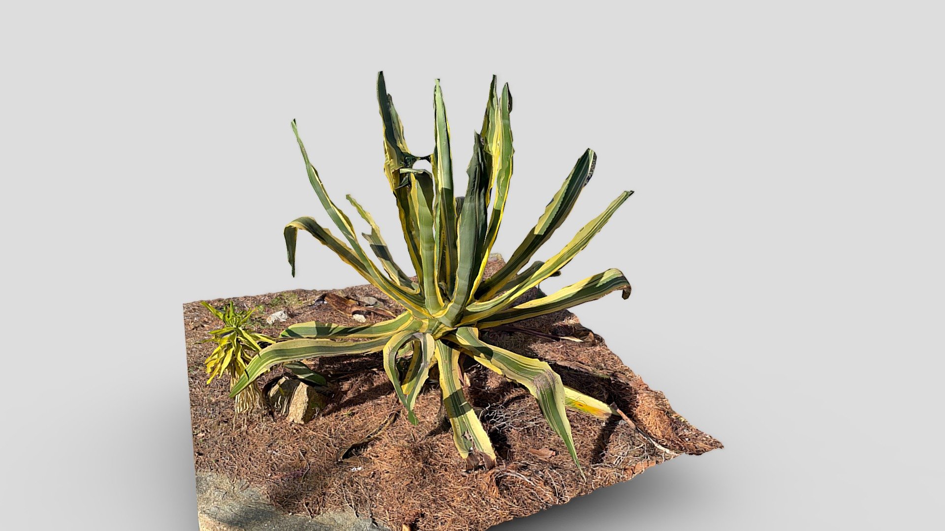 Aloe vera cactus - Download Free 3D model by alban [a2cf46e] - Sketchfab