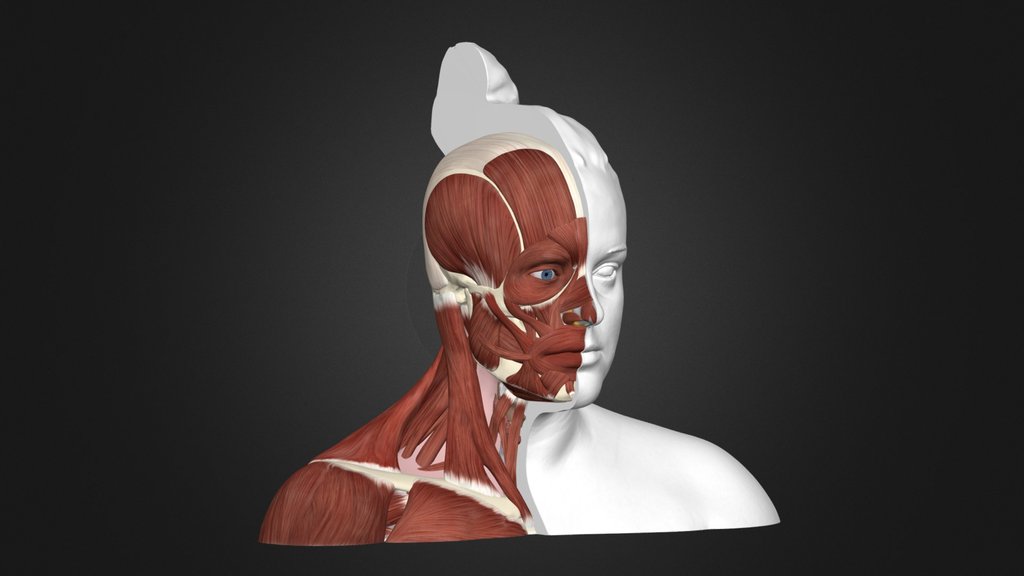 Musculos - A 3D model collection by carlos.pinzon - Sketchfab