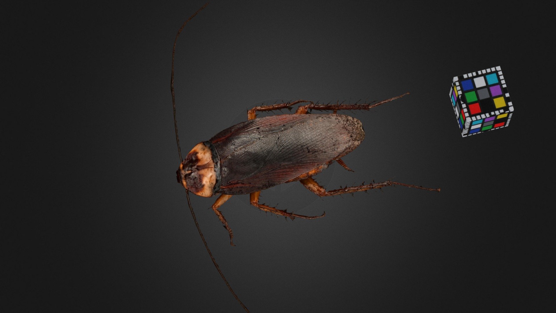 ワモンゴキブリ American Cockroach, P. americana - Download Free 3D model by ...