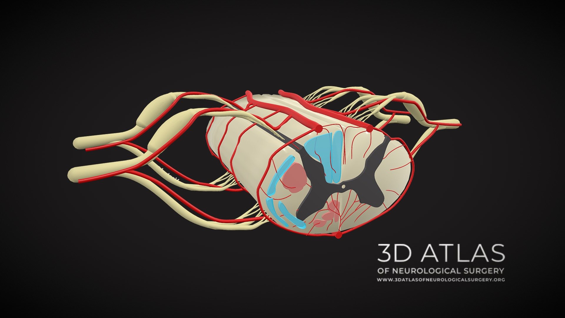 Spinal Cord Arterial Supply - 3D model by 3D Atlas of Neurological Surgery (@tspiriev) [a2ddf06 ...