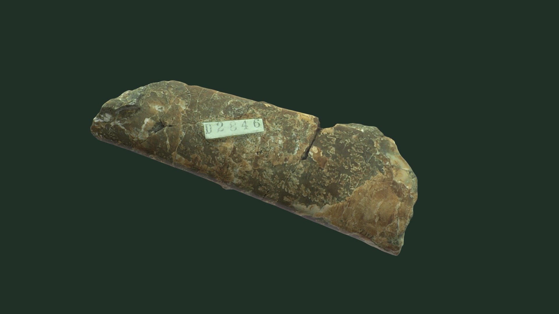 Baculites reesidei D2846 - 3D model by Shellie Luallin (@Paleogirl ...