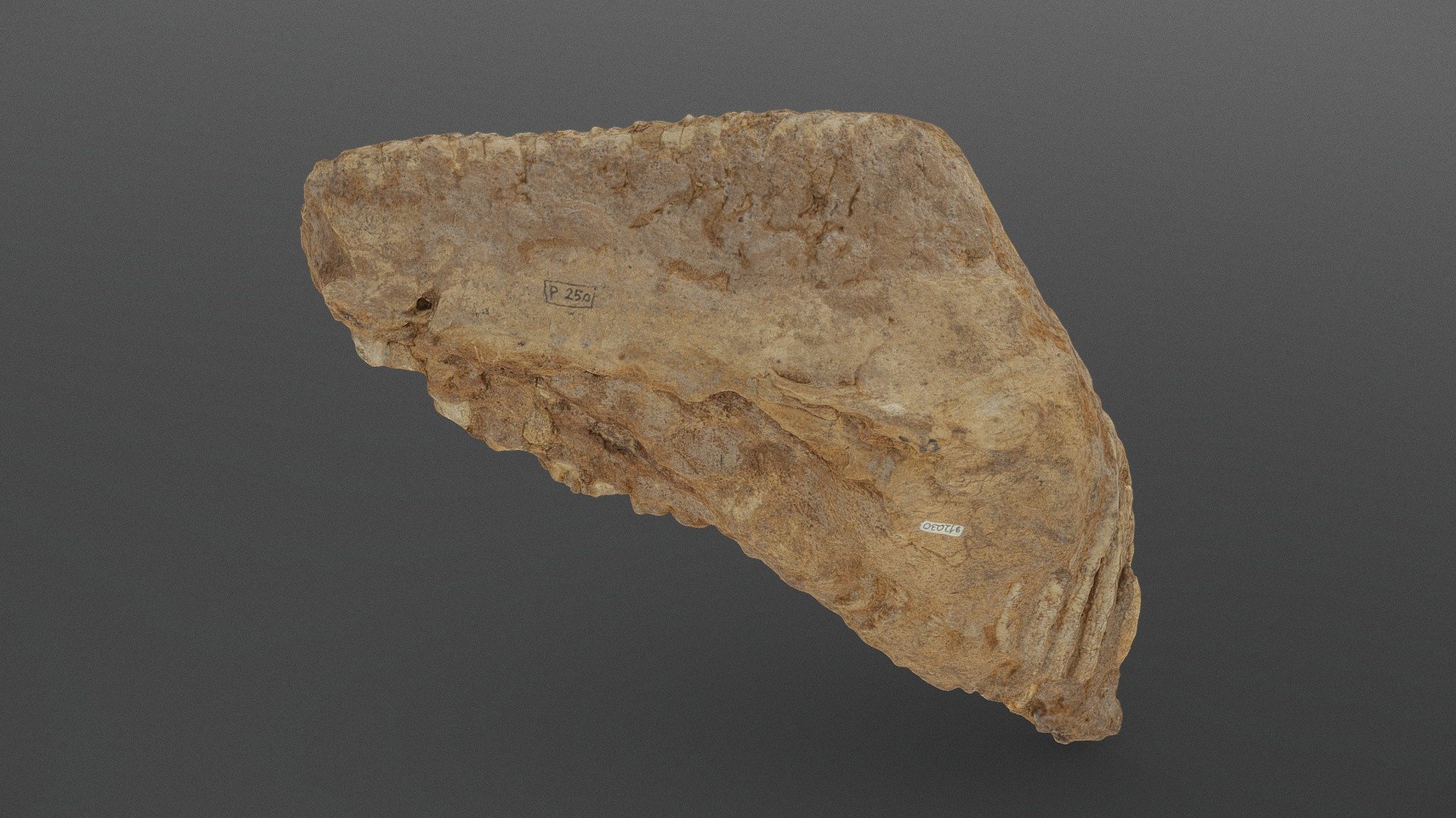 Mamutí stolička - Mammoth stool tooth - 3D model by Regional Museum in ...