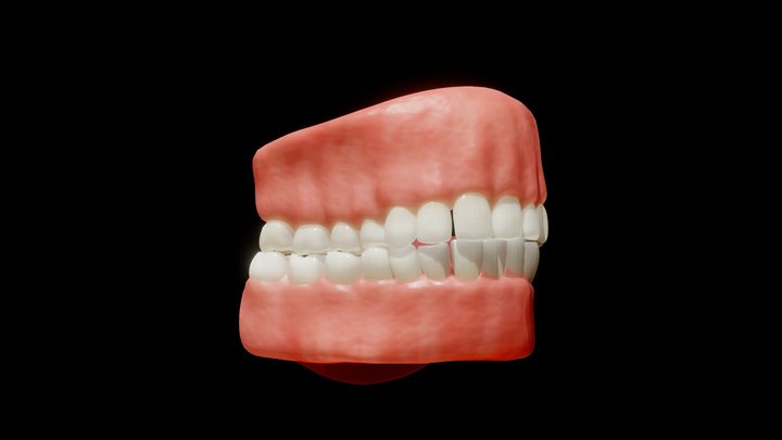 Maxilla 3D models - Sketchfab