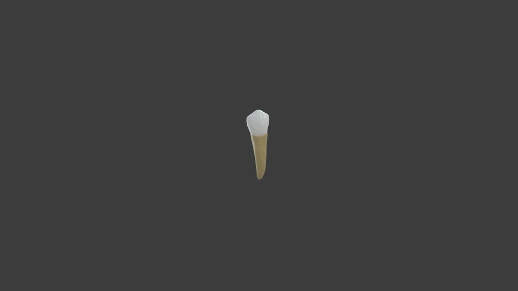 mandibular premolars - A 3D model collection by bobosayed1 - Sketchfab