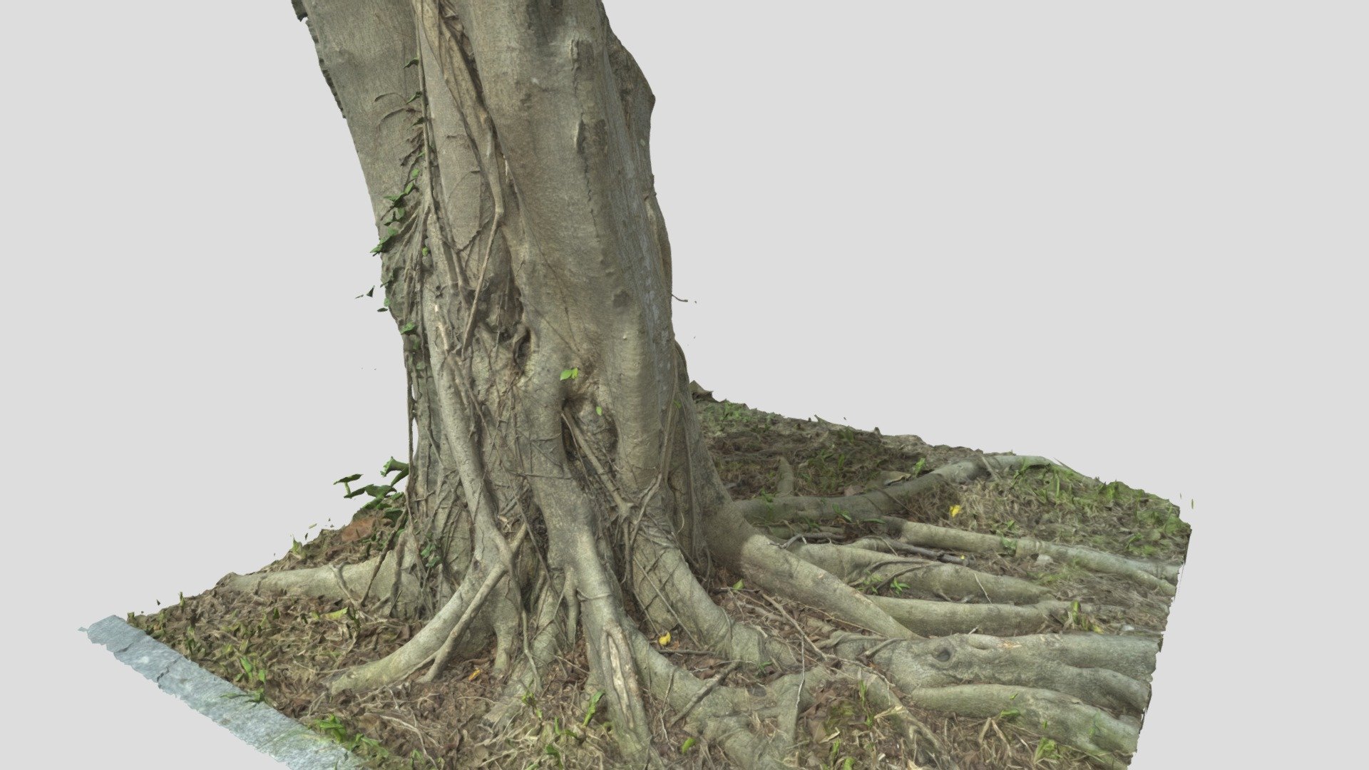 Tree 17 Scan - Download Free 3D model by joeshu [a2ec83a] - Sketchfab