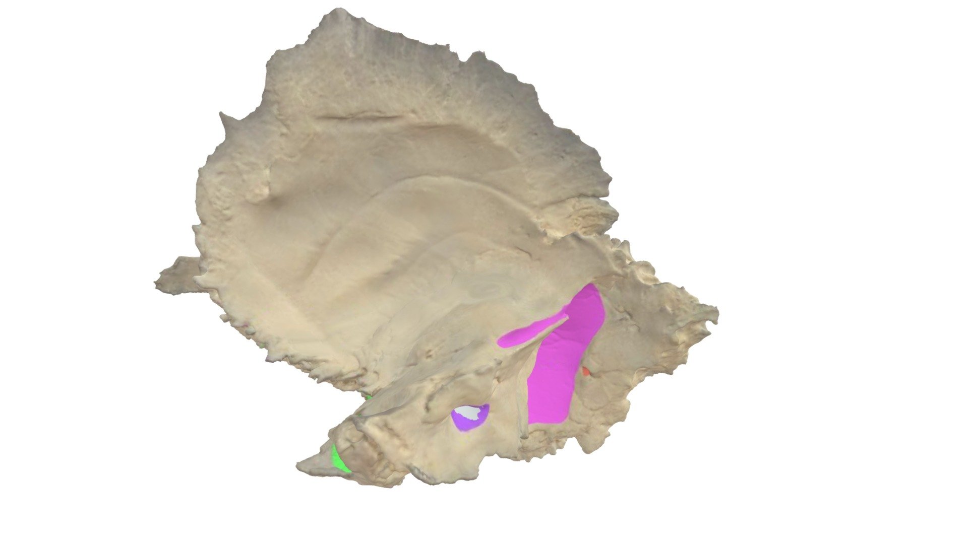 Os Temporale R (Micro)-pars Pyramis - 3D model by Universiteit ...