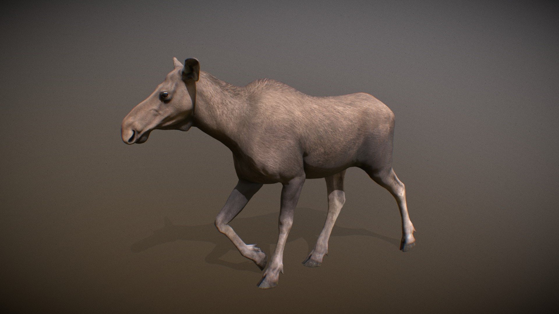 Animalia - Moose (female) - 3D model by GiM (@GamesInMotion) [a2f8632 ...