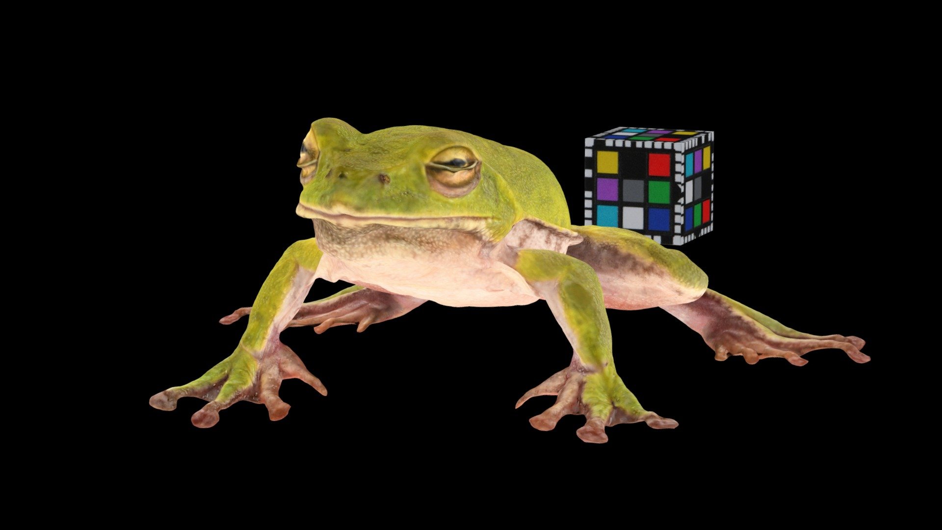 CC0 シュレーゲルアオガエル 🐸 ♂ Schlegel's Green Tree Frog - Download Free 3D model ...