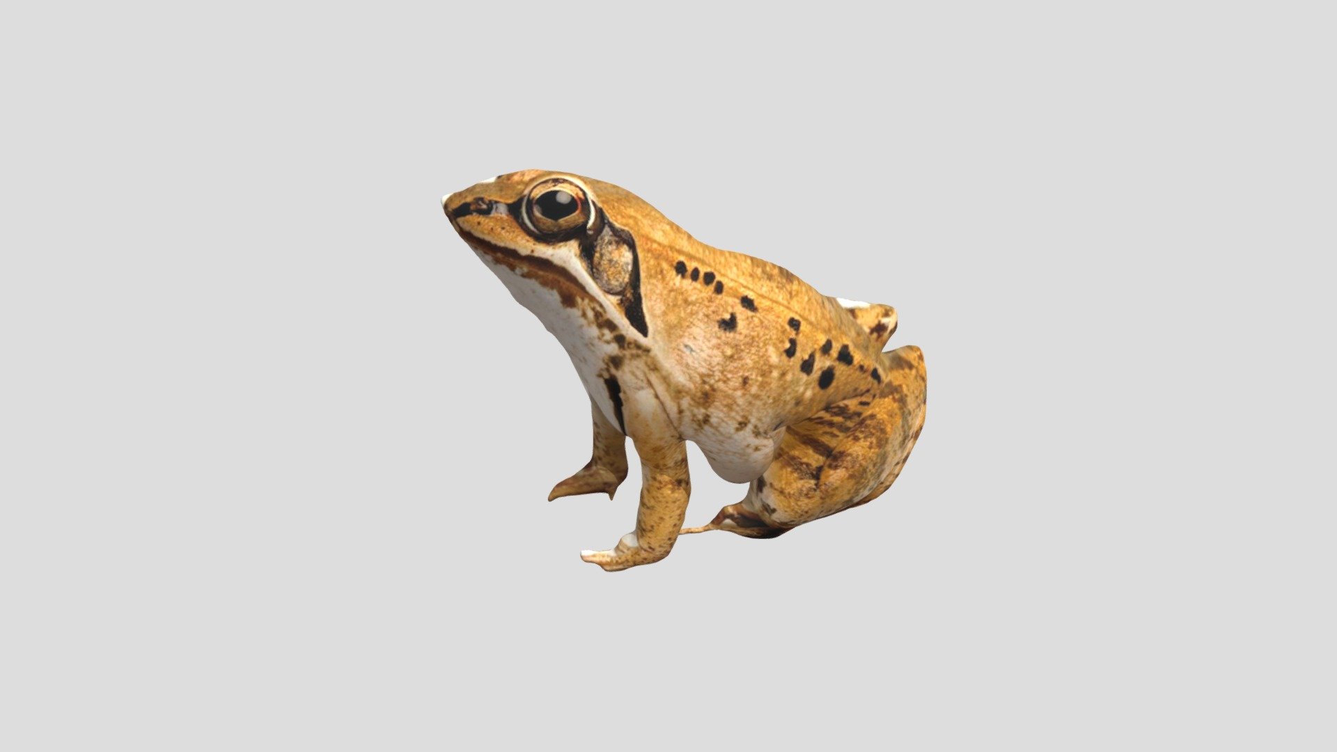 Rana. - 3D model by castillomichelle [a3001f8] - Sketchfab