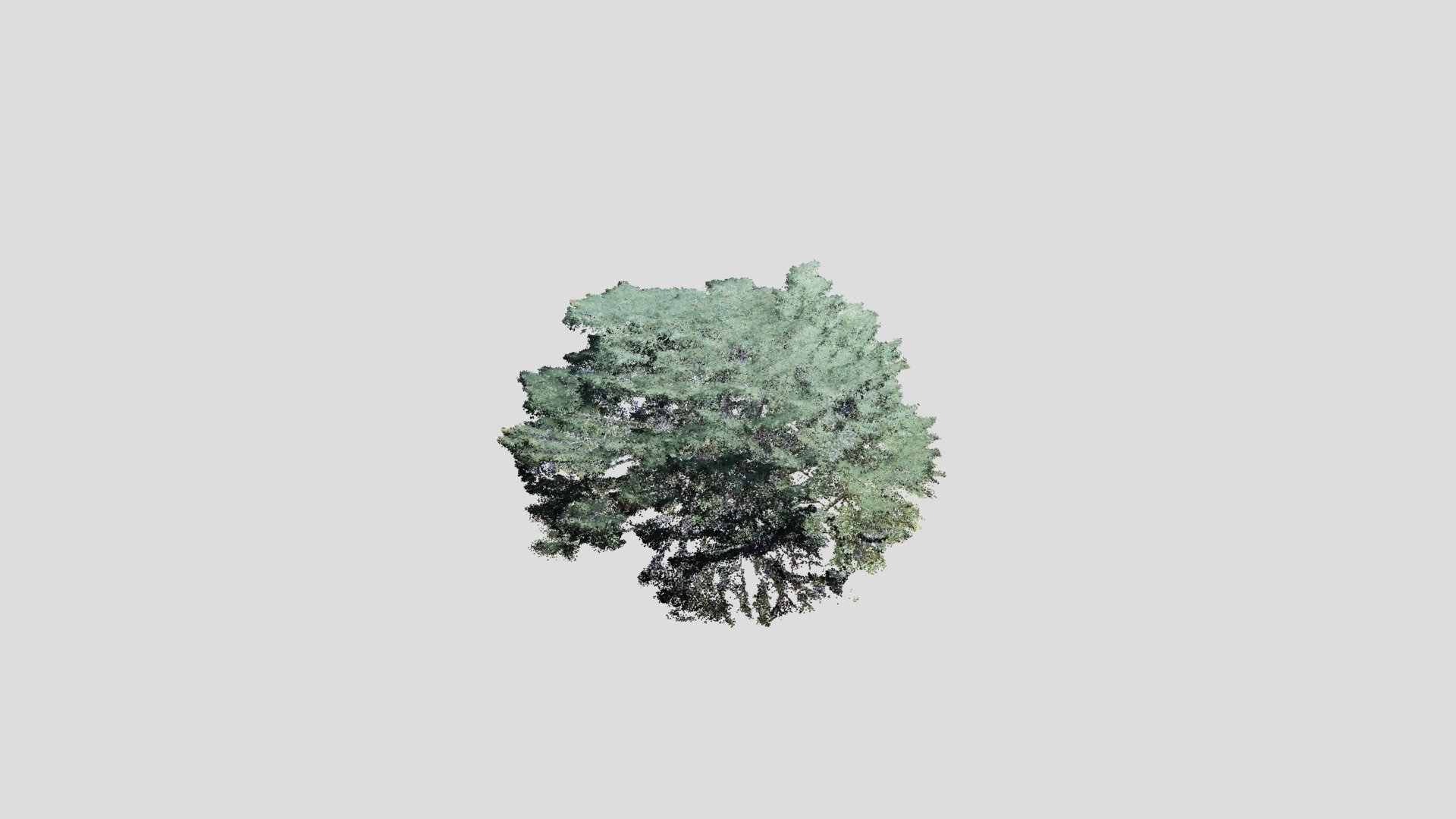 cedro_libano - 3D model by forest.geomatics [a30113d] - Sketchfab