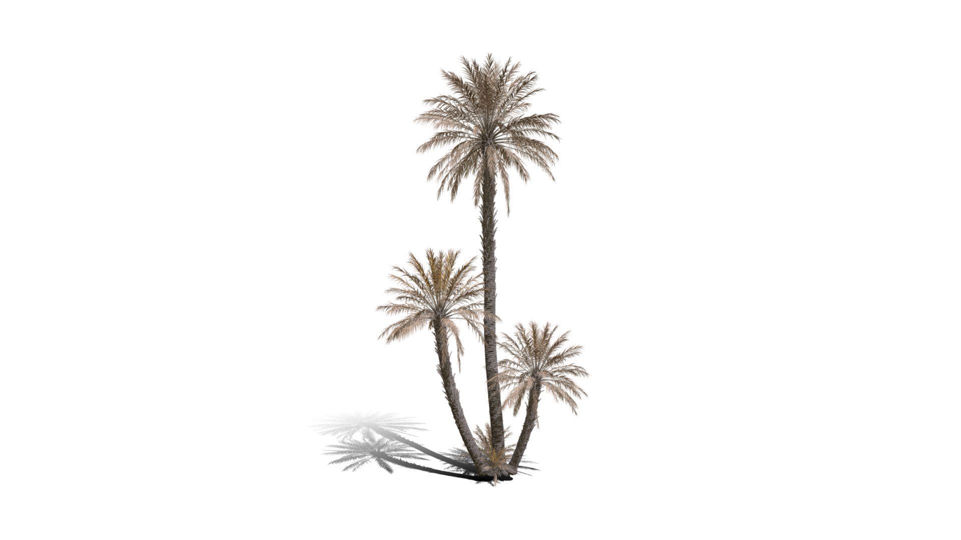 Realistic HD Date palm (68/78) - Download Free 3D model by PlantCatalog ...