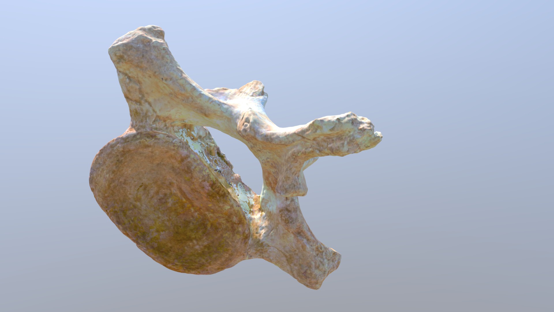 Mastodon Thoracic Vertebra (VCU_3D_2178) - 3D model by Virtual Curation ...