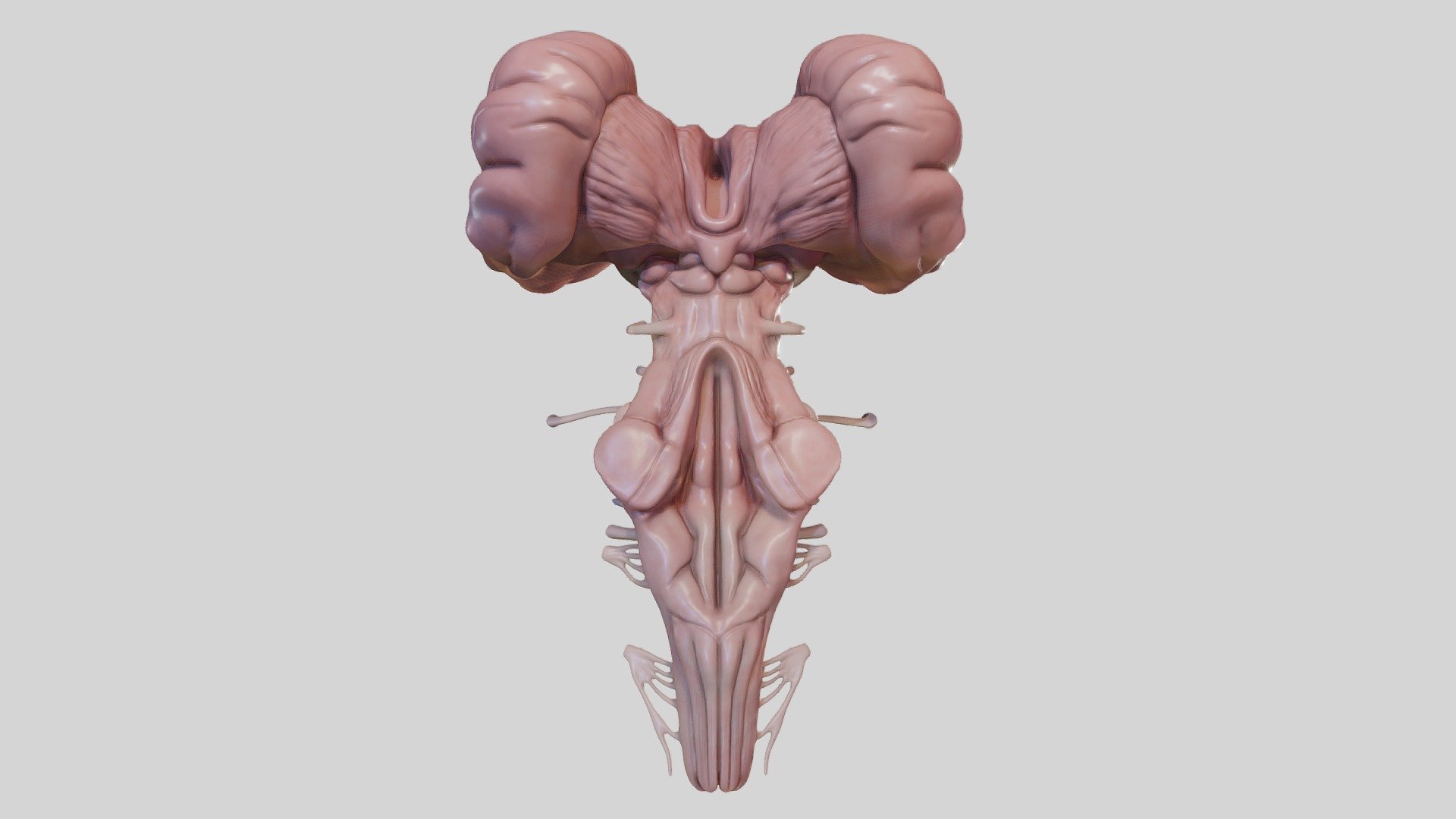 Brain stem - Buy Royalty Free 3D model by Ebers [a3095cd] - Sketchfab Store